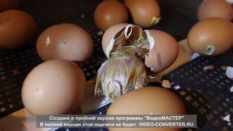 21-й день. Рождение цыплят в инкубаторе "Несушка" БИ-1 - YouTube