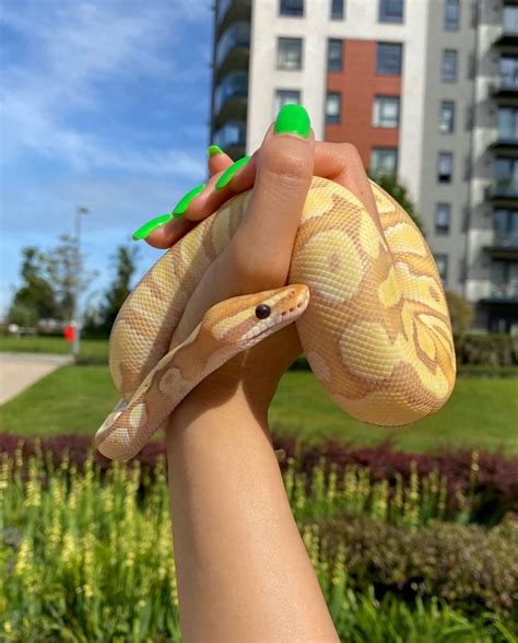 Banana ball python – Artofit