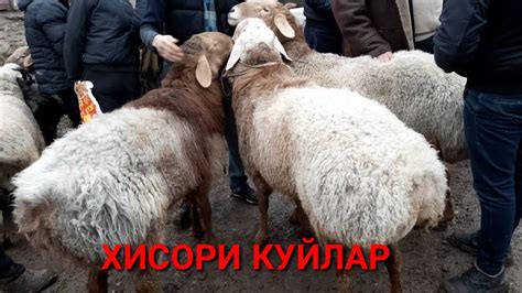 Мана уша хакикий хисори куйлар. Уйчи ёр куй бозори - YouTube