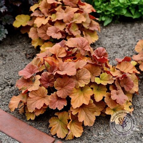 zurawka, heuchera Northern Exposure Amber