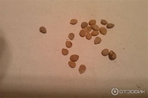 Отзыв о Семена томата Аэлита "Грунтовый Грибовский 1180" | Неудачная ...