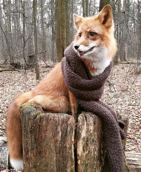 Лиса в одежде (32 фото) | Pet fox, Cute fox, Animal pictures