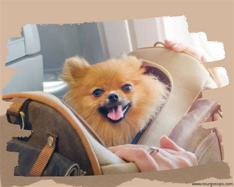 How Much Does It Cost to Fly a Dog? - Read Before Travelling