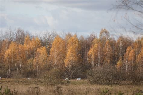 Фотозарисовки. Осенний лес
