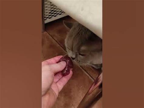 Кот Кекс просит мясо. Лакомство для кота. Британский кот. #shorts - YouTube