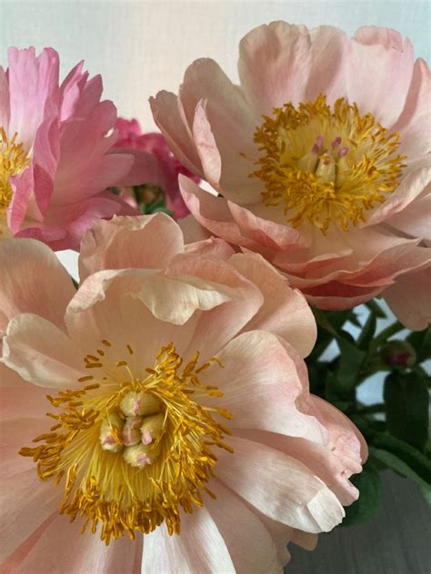 Coral Charm Peonies