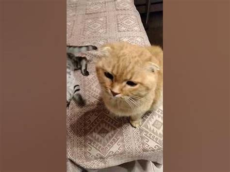 Кот шотландец и котенок #shorts - YouTube