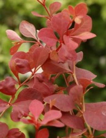 Барбарис Тунберга `Орандж Тауэр`, Berberis thunbergii `Orange Tower ...