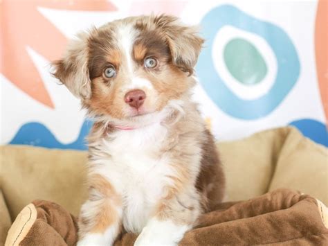 Mini Aussie Merle