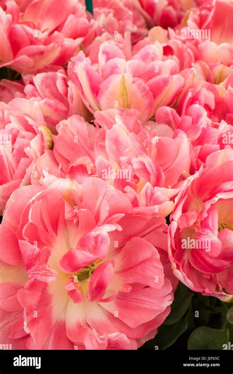 Finola hi-res stock photography and images - Alamy