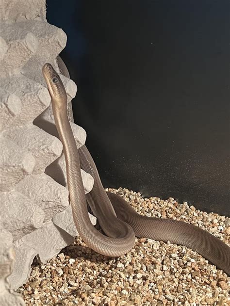 my first snake just died : r/snakes