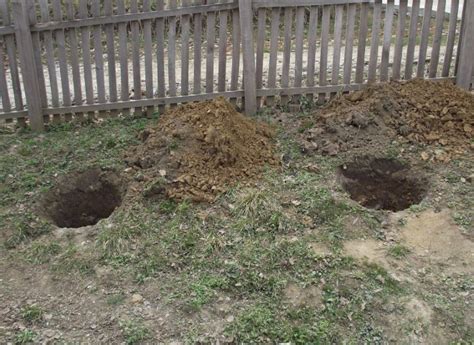 Вишня Заря Поволжья: описание сорта, фото и отзывы