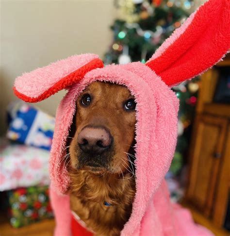 This is so cute, I’m so ready to dress my puppy up for Christmas. : r/ChristmasVacation