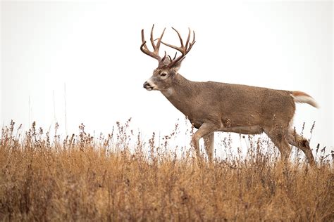 How to Kill The New Arrival Buck On Your Property - North American ...