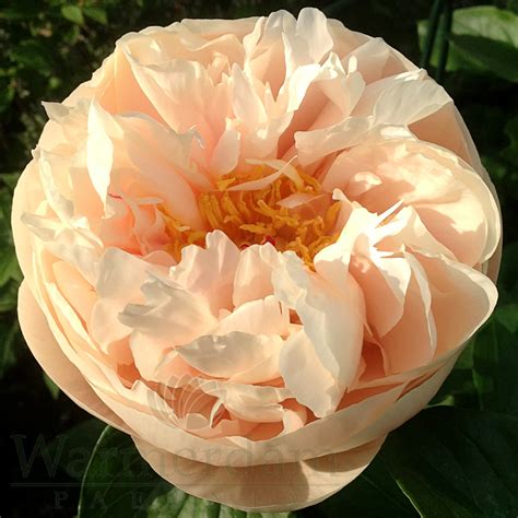 Herbaceous Hybrid