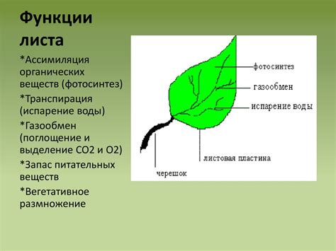 Лист и его строение - online presentation