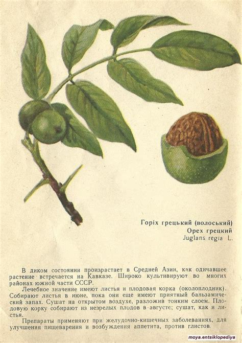 Орех грецкий | Траволечение, Целебные травы, Лекарственные растения