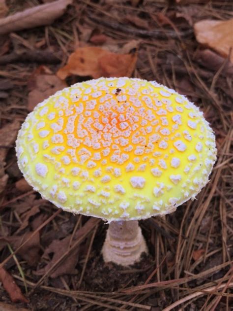 fungus among us on Tumblr