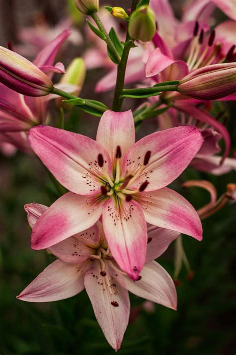 How To Plant Lily Plants? - Green Packs