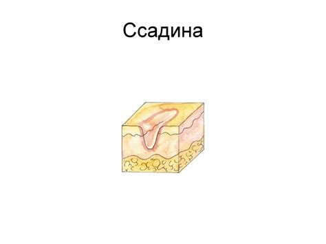 Дерматологические аспекты в косметологии - презентация онлайн