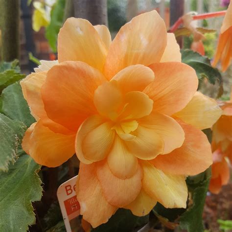 Begonia 'Illumination Apricot Shades' (Illumination Series), Tuberous ...