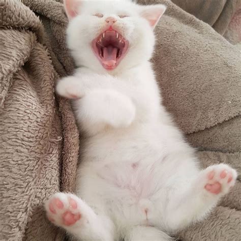 Cat-Cat-Cat — Белая пушистая сплюшка 😊