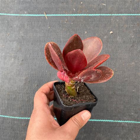 Echeveria 'Fireball' (1 x CUTTING) – LET LOVE GROW (Succulent & Cactus)