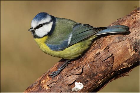 СИНИЦЕВЫЕ (Paridae): spinyful — LiveJournal