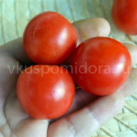 Купить семена томата сорт Лимонные ньокки (Gnoccia di Limone)