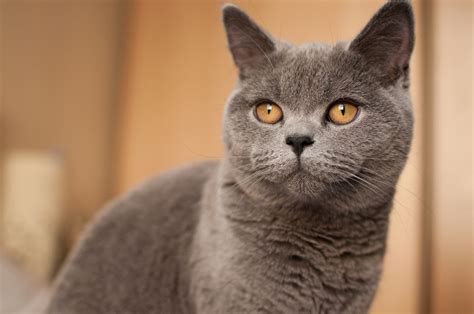 British Shorthair Özellikleri Nelerdir? - Zoo Blog