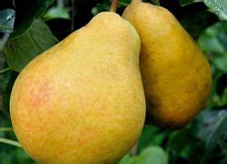 Колоновидная груша – сорта
