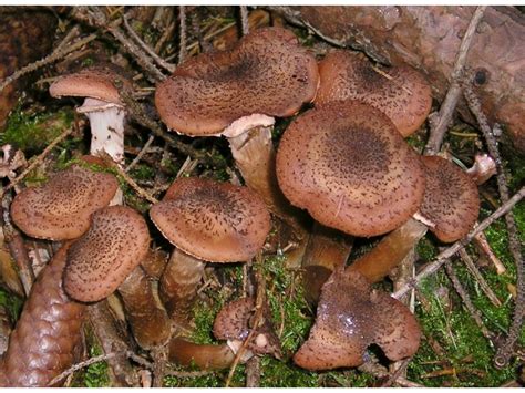 Мицелий Опенка темного / Опенок грунтовой (Armillaria ostoyae)