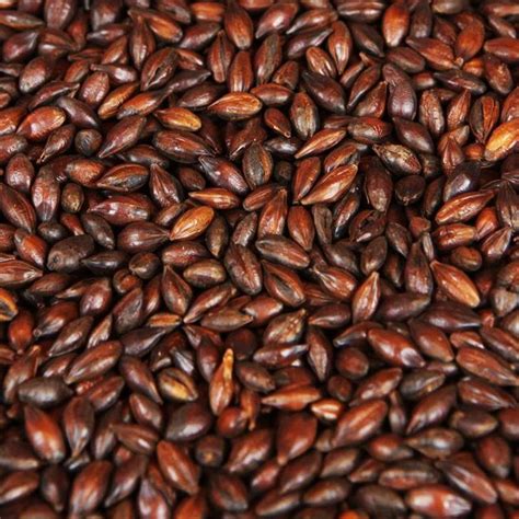 Chocolate Malt 1kg - Still Tec