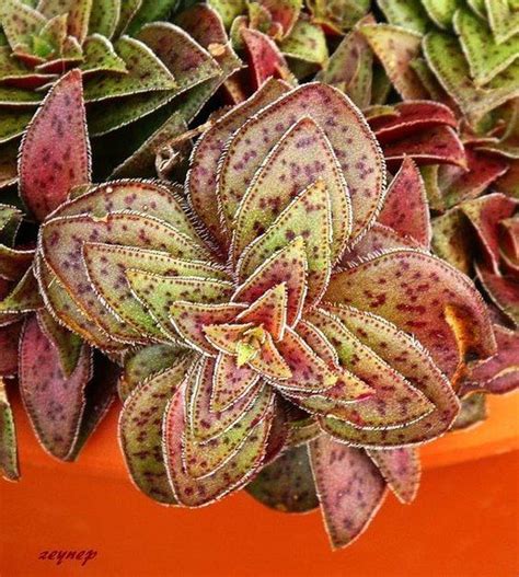 Суккуленты - цветы пустыни | Succulent gardening, Succulents garden ...