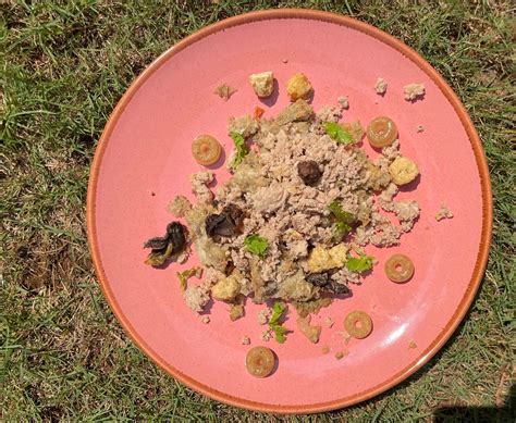 How to boost your Pet’s Diet the right way! – Canine India