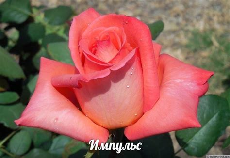 Саженцы розы импульс купить в Москве по цене от 690 рублей