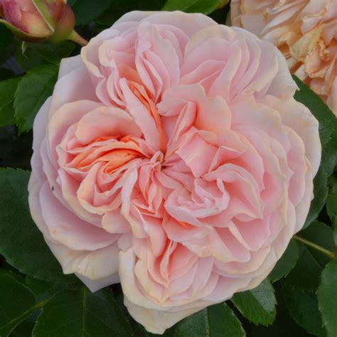 Garden Of Roses