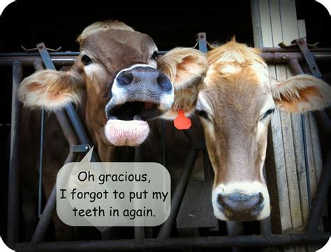 17 Best images about Funny Cows on Pinterest | A cow, Dairy and Animal ...