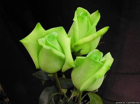Зеленые розы. | Beautiful rose flowers, Green rose, Beautiful roses