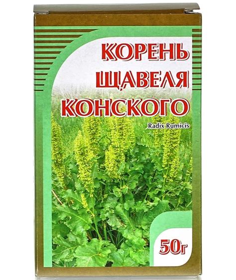Конский щавель (кислица, грыжная трава): лечебные свойства и ...