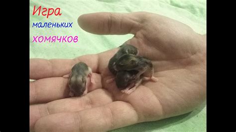 Маленькие хомячки играют. - YouTube