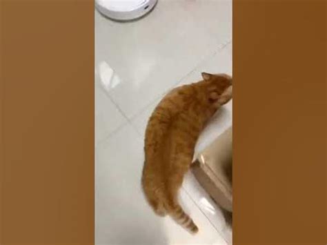 Смешной рыжий кот 🐈 - YouTube