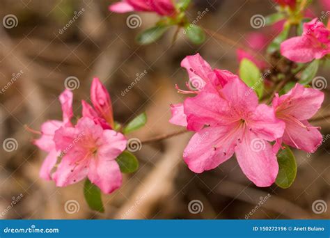 Close Up on the Beautiful Azalea Rhododendron Simsii Ophelia at the ...