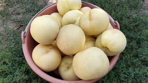 Білий персик Айс Піч. Peach Ice Peach. Строки збирання плодів та інша ...