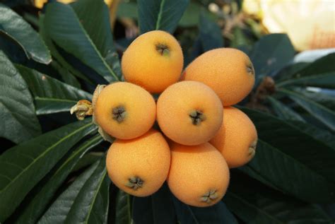 Шишки фрукт (Много фото) - treepics.ru