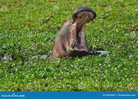 Yawning hippo stock image. Image of zimbabwe, zambezi - 59552447