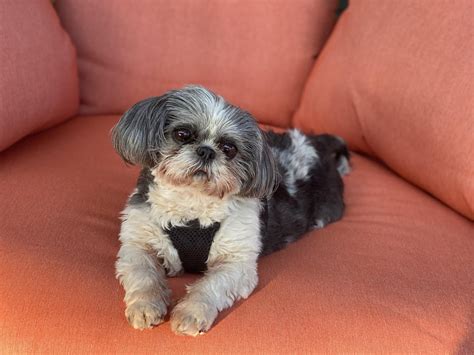 Sayla enjoying the new chair 🧡 : r/Shihtzu