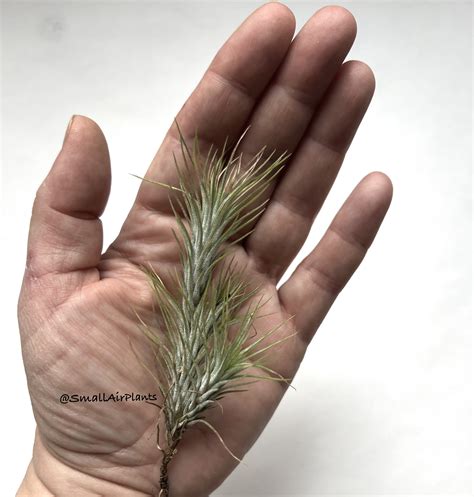 Tillandsia Funckiana S | Smallairplants