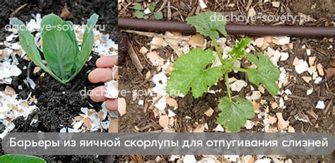 7 способов, как использовать яичную скорлупу в огороде