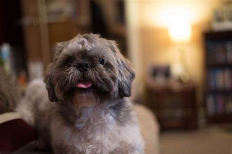 Understanding Doggy Day Care: Cost & Benefits - Luxe Pet Hotels
